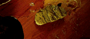 4 Alasan Wajib Nonton Parasite (2019) - Viu